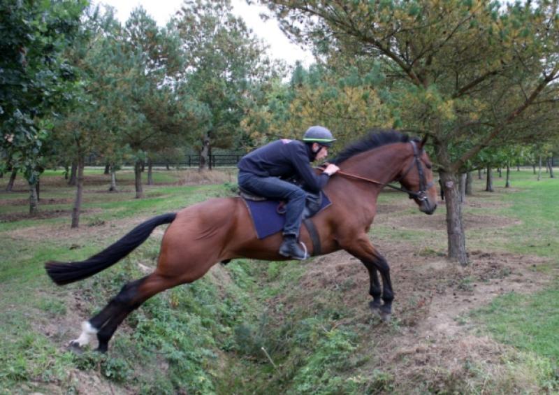 Funeral arrangements announced for young Limerick jockey - Limerick Live