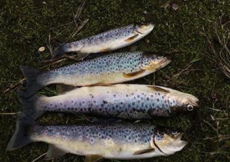 Limerick farmer fined over ‘devastating’ fish kill - Limerick Live