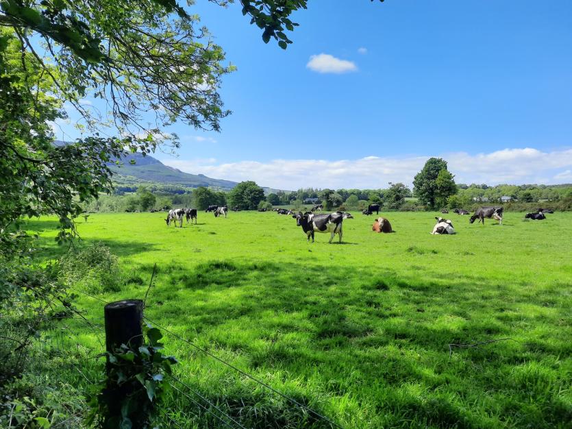 SLIDESHOW: Working the Limerick Land - Readers pictures - Photo 1 of 15 ...