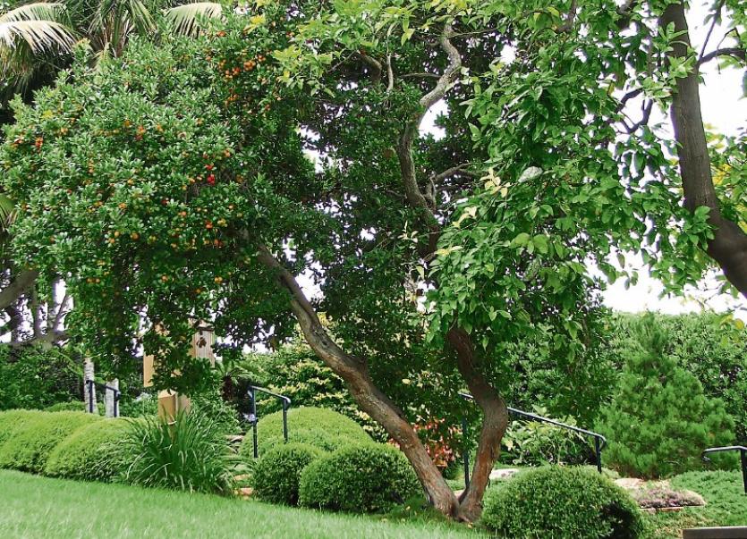 Get planting for National Tree Week - Limerick Leader