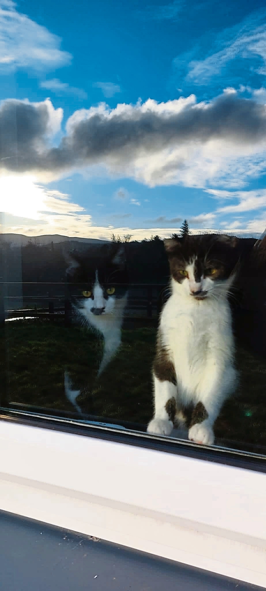 In Pictures: Pets available for rehoming following Limerick Animal ...