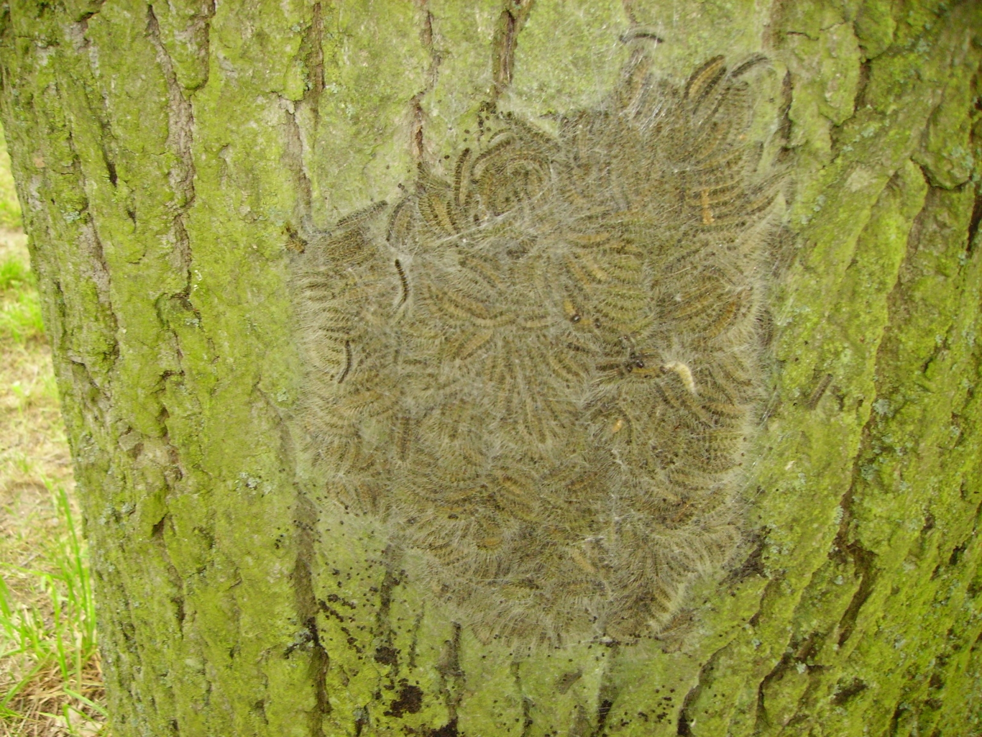 Public warned following discovery of invasive moth species in Ireland ...