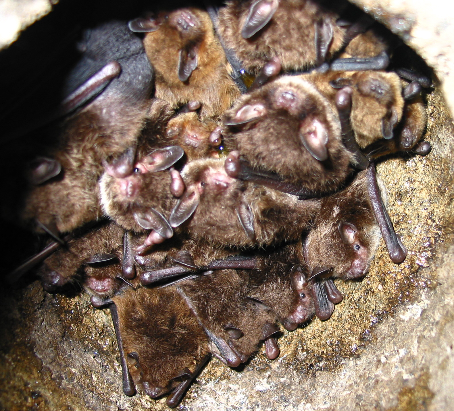 'Bat-Mobile' drivers needed for bat monitoring survey in Waterford ...