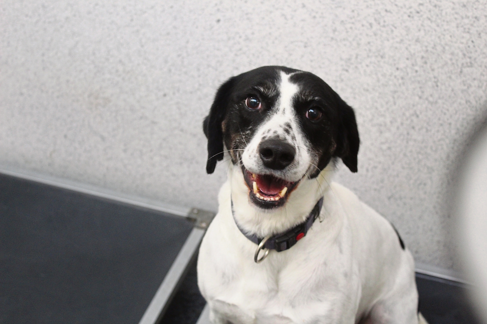 In Pictures: Pets 'dumped' after Covid up for adoption at Limerick ...