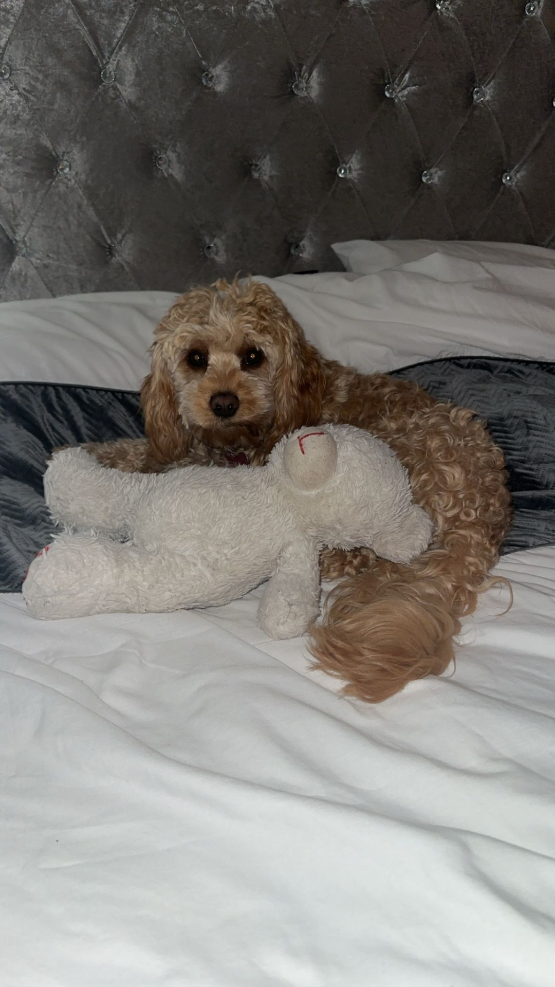 PET LOVE: Limerick readers share their favourite pet photos - Page 29 ...